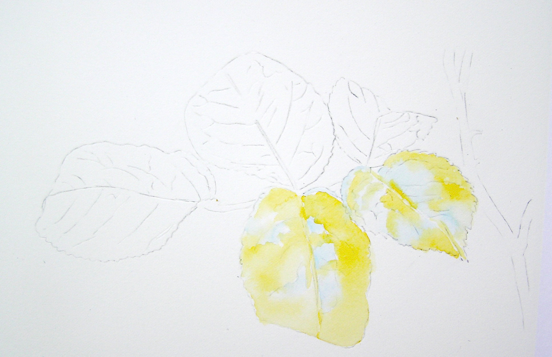 Step1 - How to paint leaves in watercolor by Doris Joa - Watercolor ...