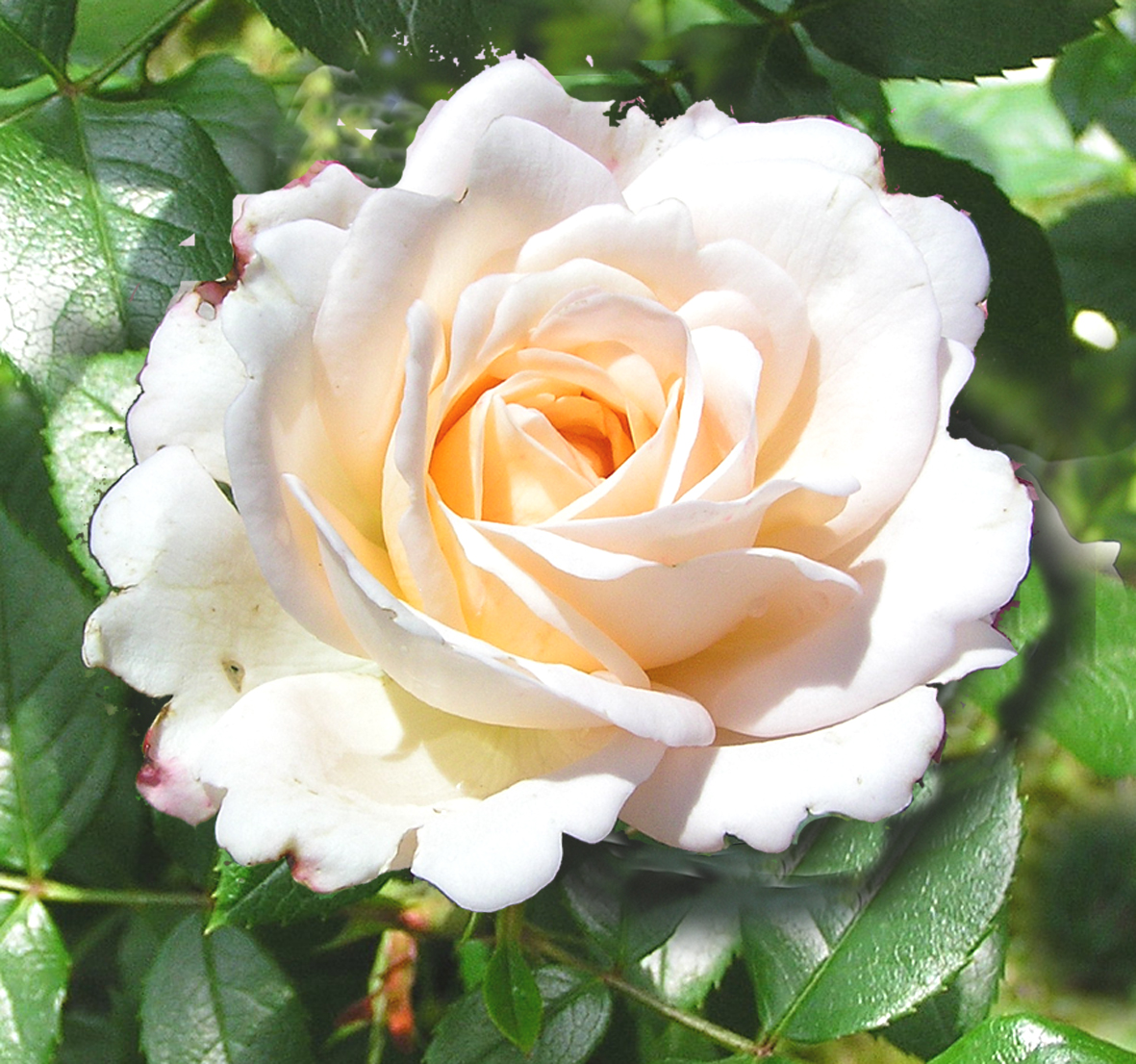 OLYMPUS DIGITAL CAMERA - Watercolor & Oil Paintings of Roses and ...