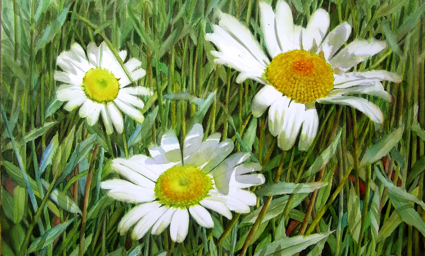 White Daisies in watercolor by Doris Joa - Watercolor & Oil Paintings ...