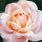 icon1 - Watercolor & Oil Paintings of Roses and Flowers, DVDs & Online ...