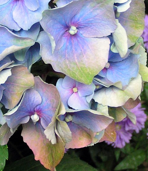 How to paint Hydrangeas - Watercolor Online Tutorial
