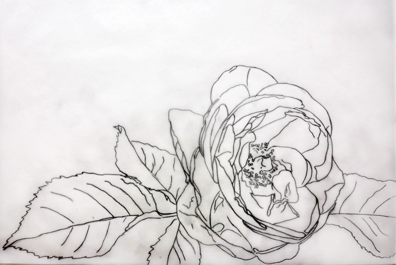Drawing of the glowing orange rose for watercolor dvd and online ...