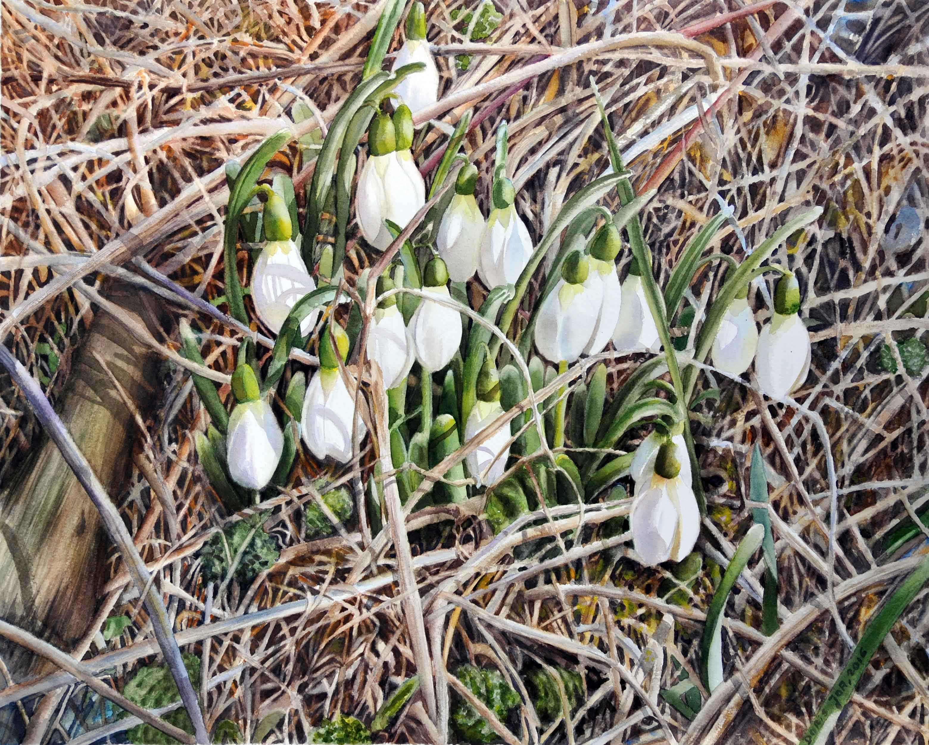 Snowdrops in watercolor - painting by Doris Joa - Watercolor & Oil ...